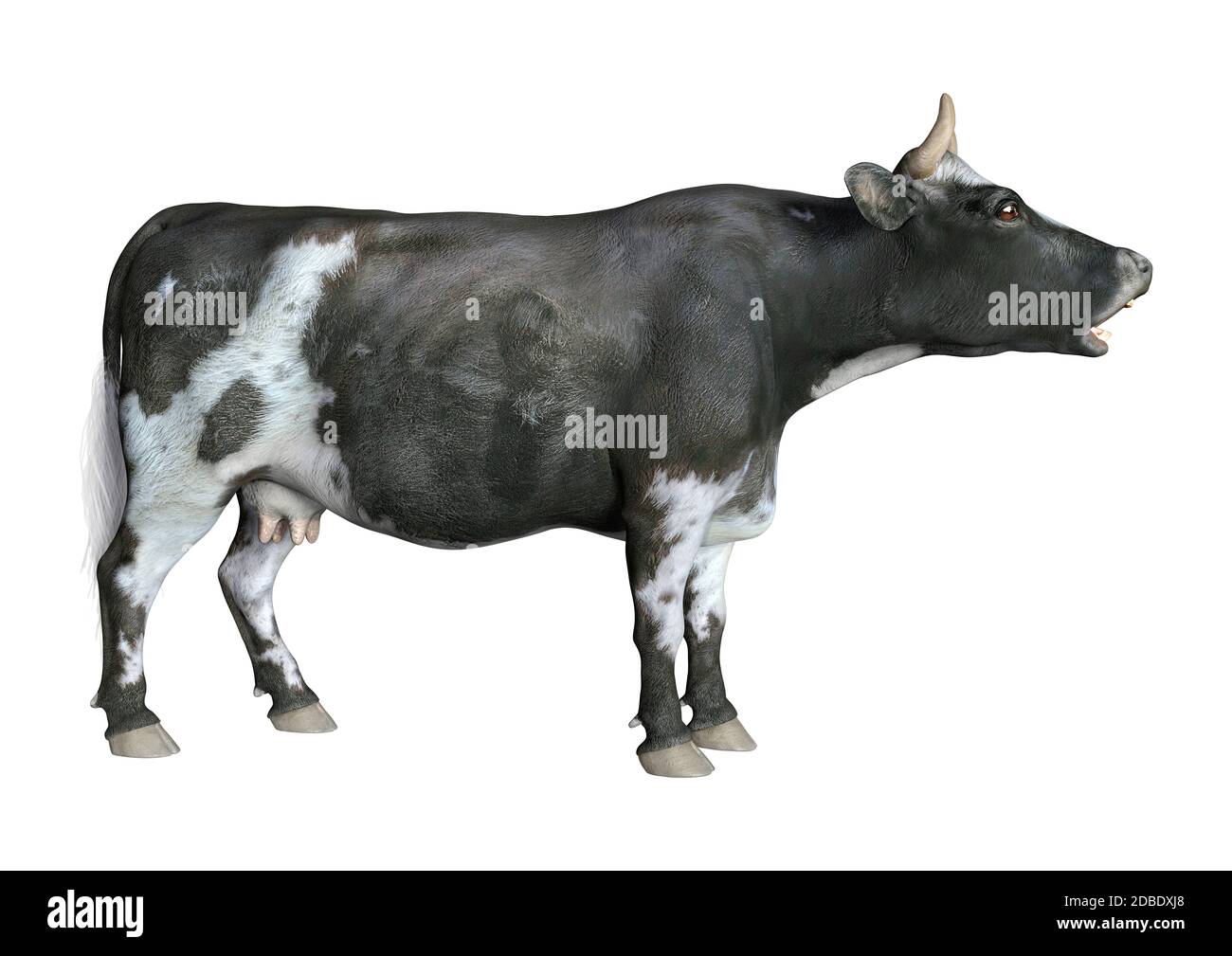 3D rendering of a farm animal cow isolated on white background Stock ...