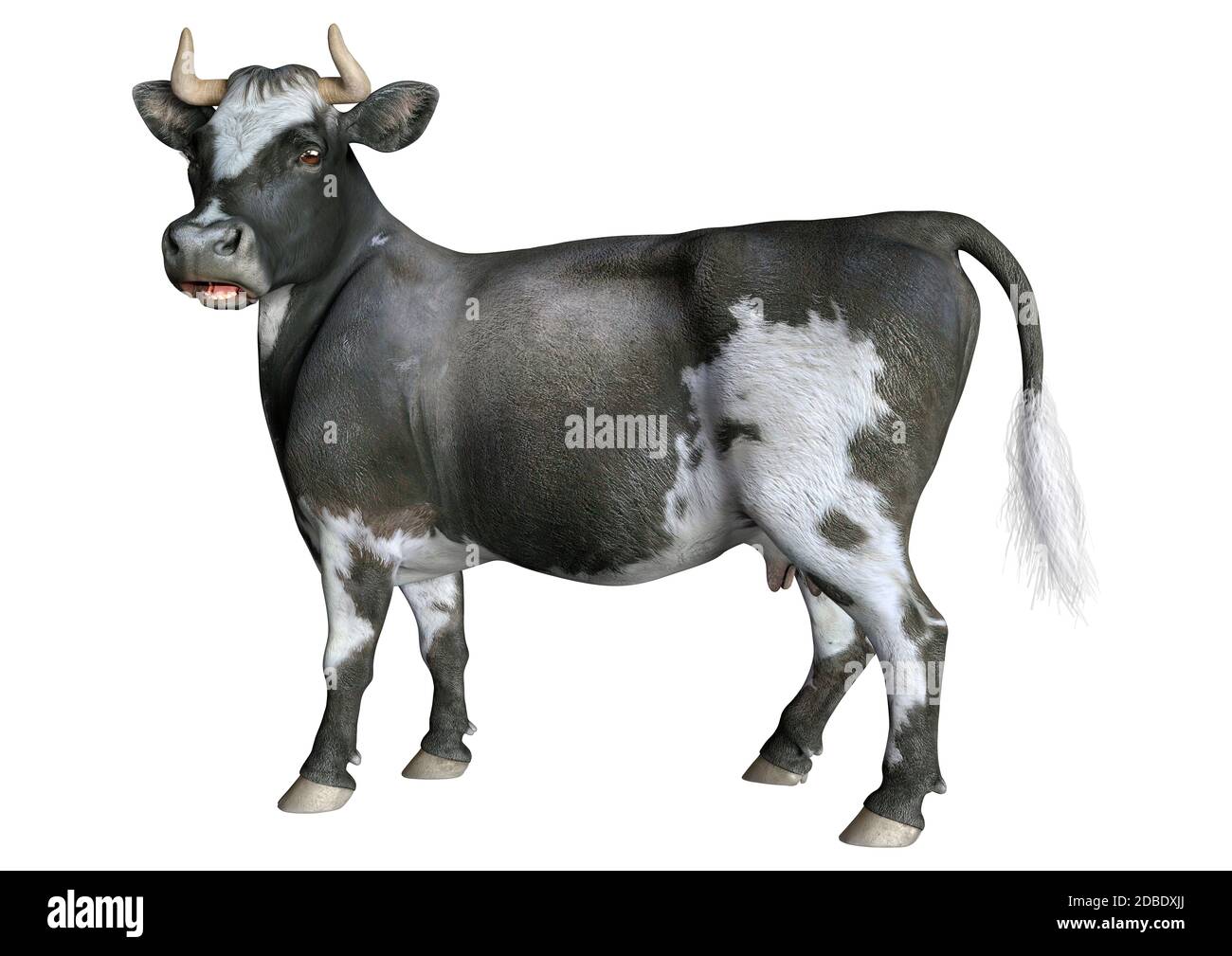3D rendering of a farm animal cow isolated on white background Stock ...