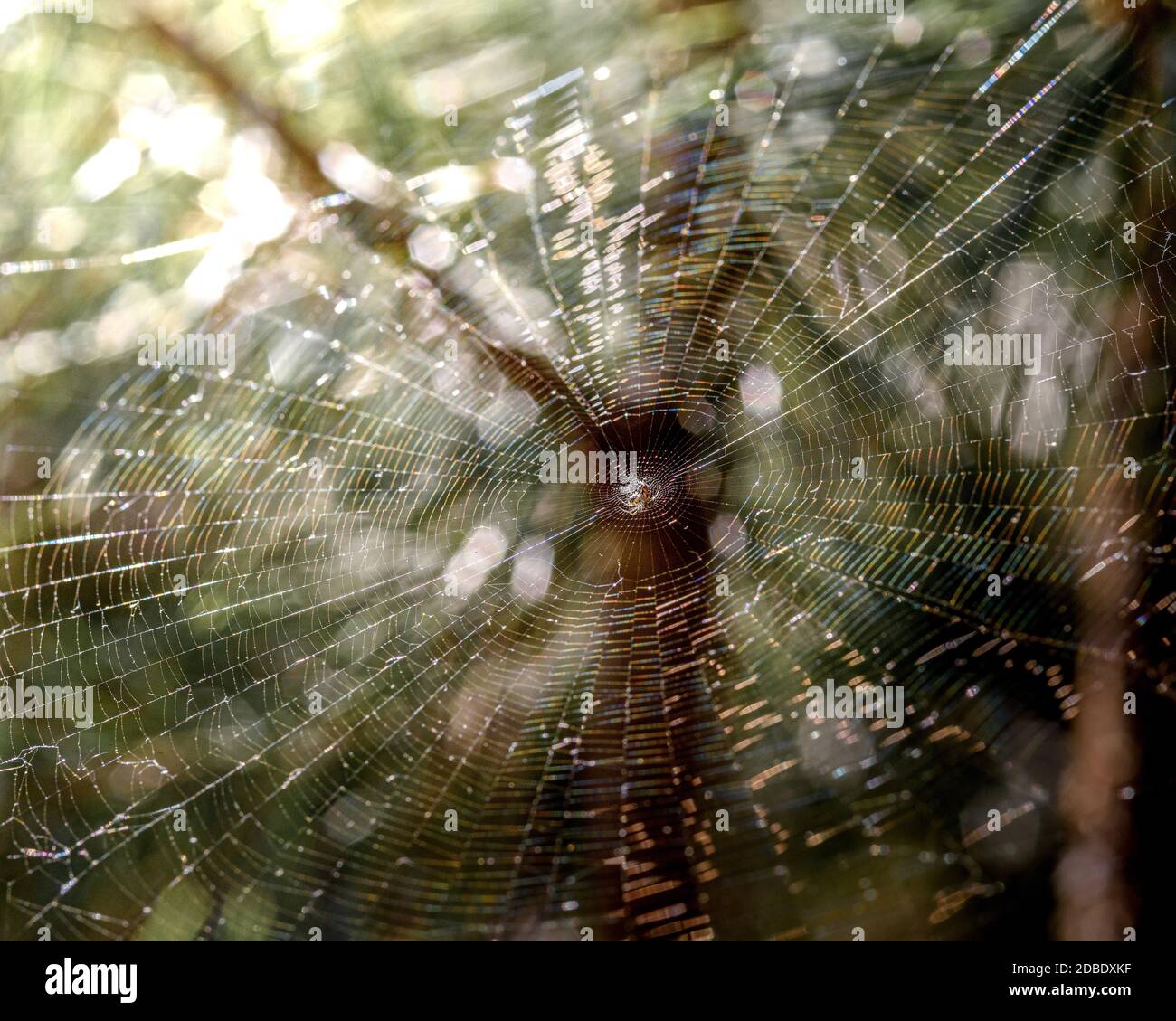 web with a spider in the forest on trees, illuminated by the sun Stock ...