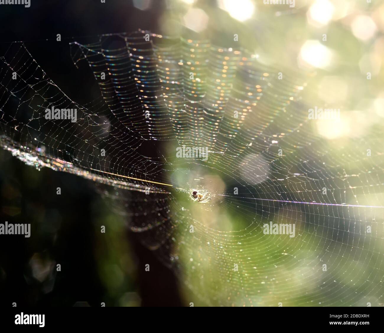 Rain forest spiders hi-res stock photography and images - Alamy
