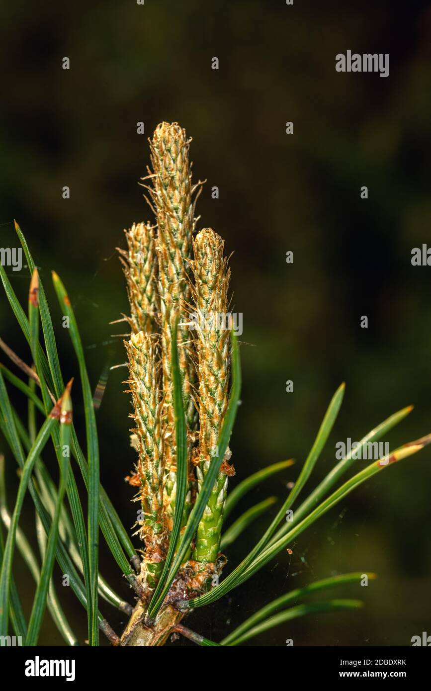 Conifer cones hi-res stock photography and images - Alamy