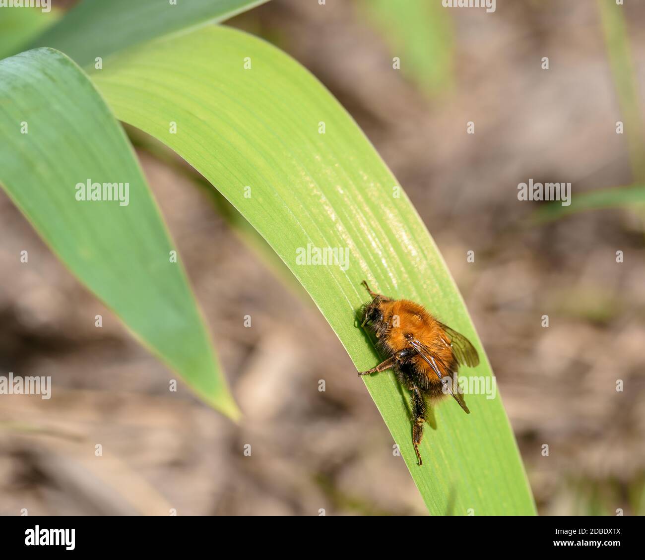 Closeup entomology hi-res stock photography and images - Alamy
