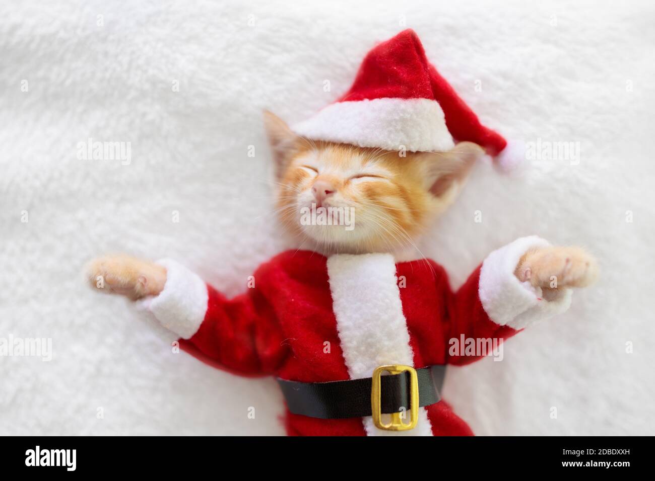 Baby cat in Christmas costume and Santa hat. Ginger newborn kitten ...