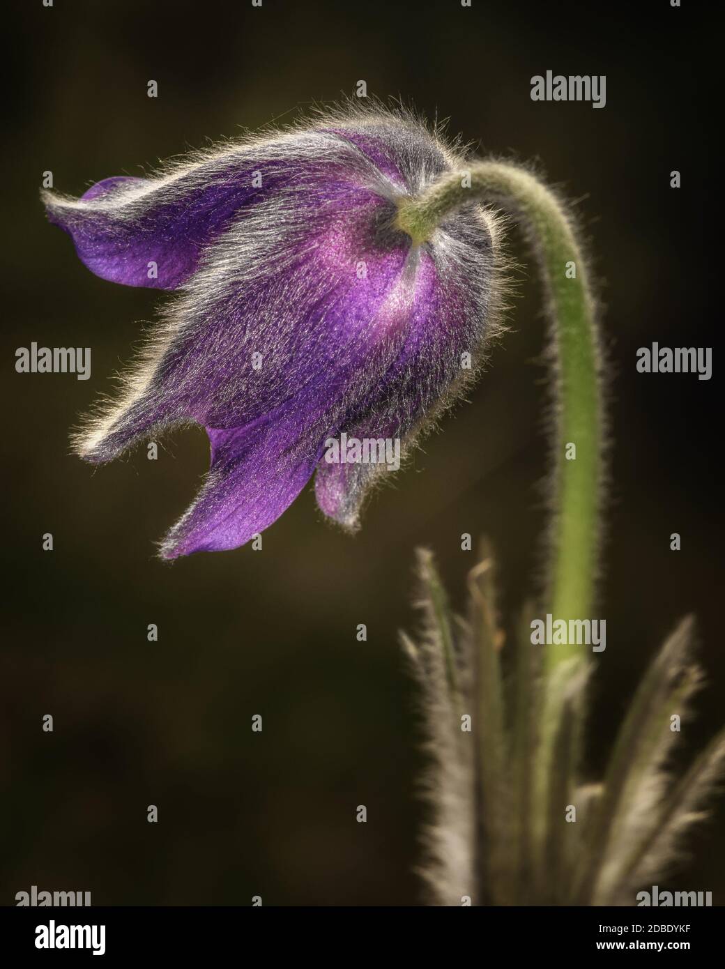 Purple field flower hi-res stock photography and images - Alamy