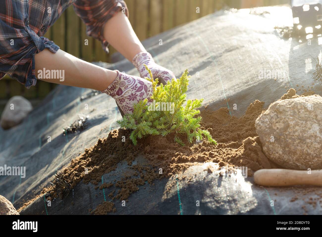 Women plating tree in a garden. Home gardening and improvement concept ...