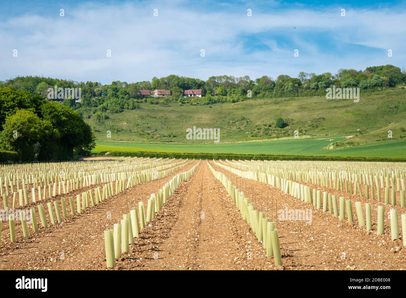 Newly Planted Vines High Resolution Stock Photography and Images - Alamy