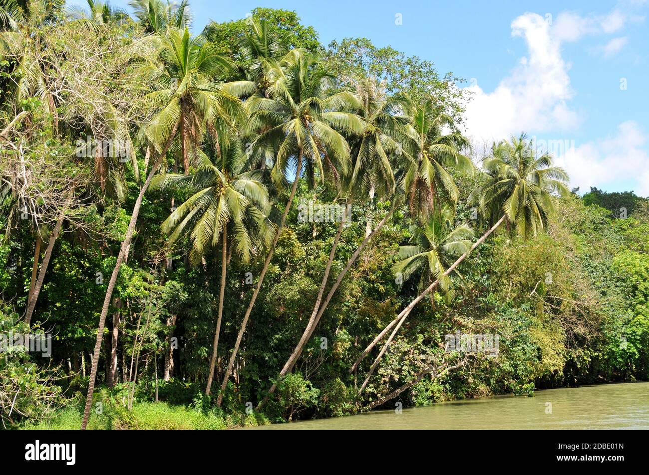 palm trees at the Loboc River in the Philippines Stock Photo - Alamy