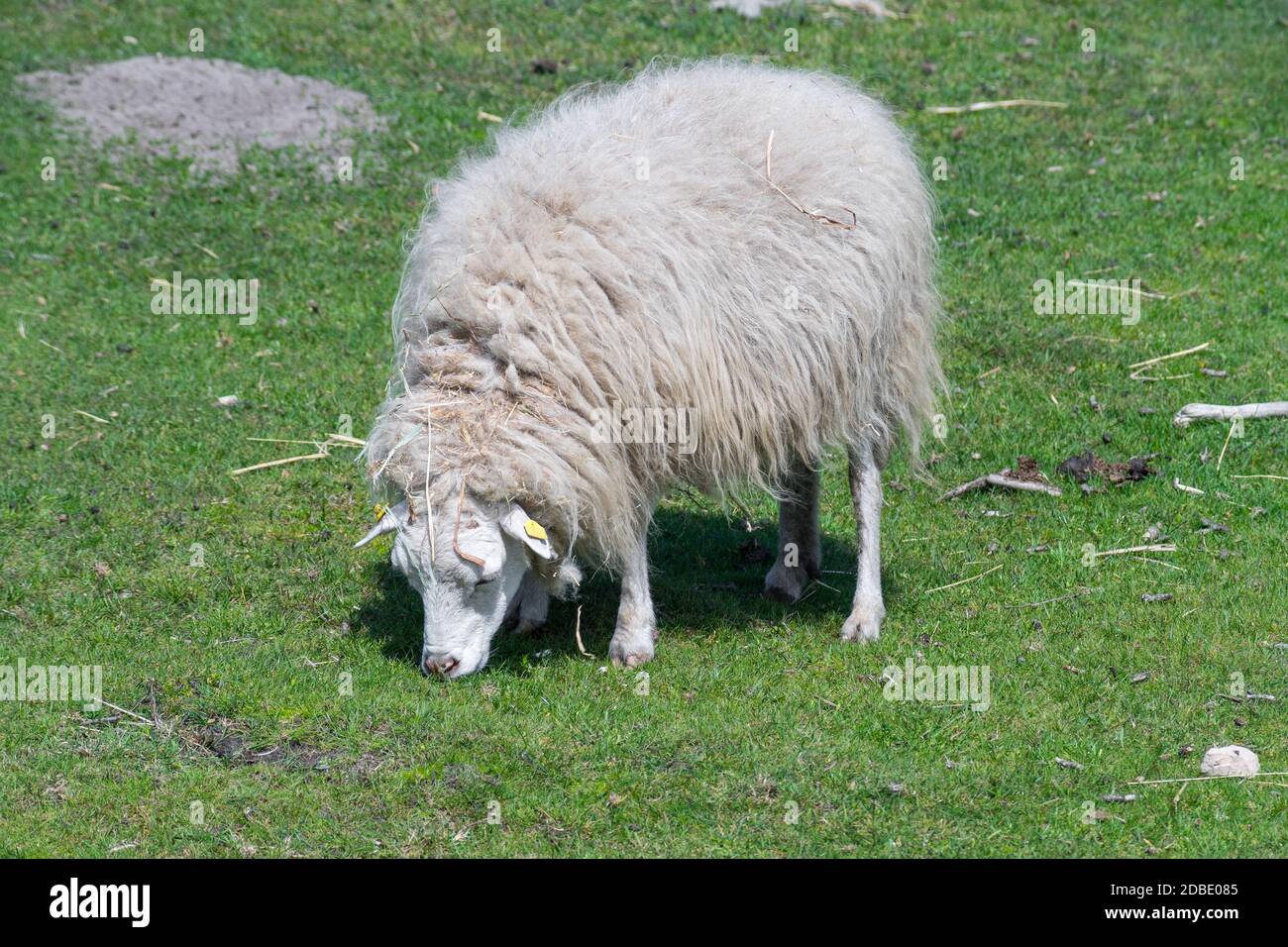 Lone domestic sheep on a farm field Stock Photo - Alamy