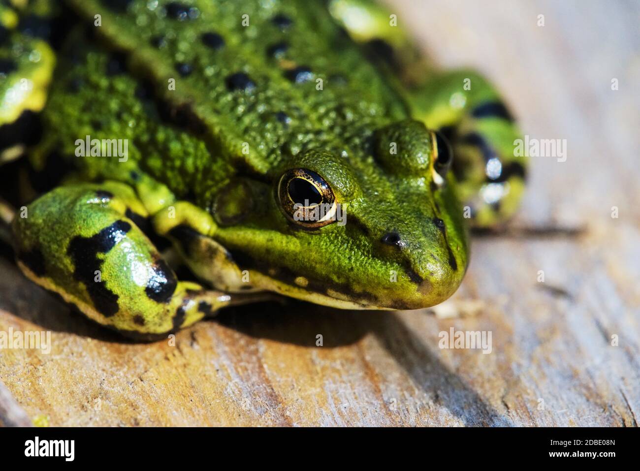 Pool frog Pelophylax lessonae on wood at the pond in spring Stock Photo ...