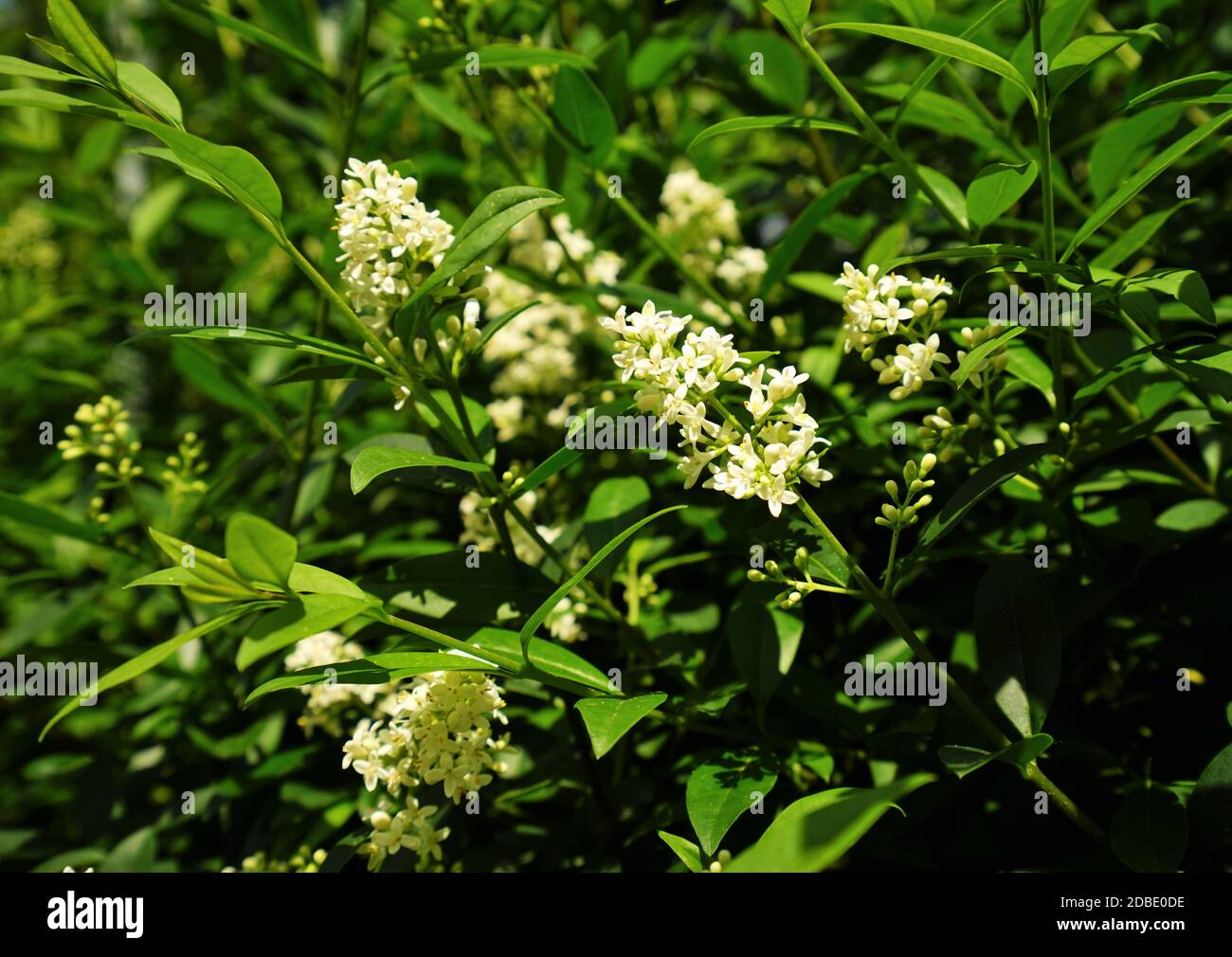 Privet hedge hi-res stock photography and images - Alamy