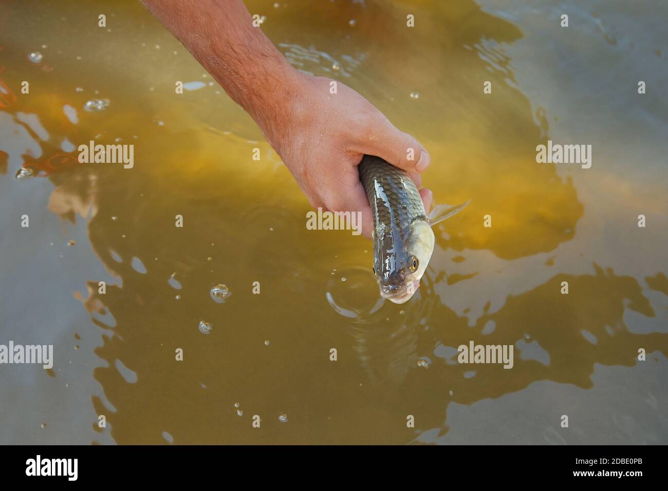 Small fish caught in a river Stock Photo - Alamy