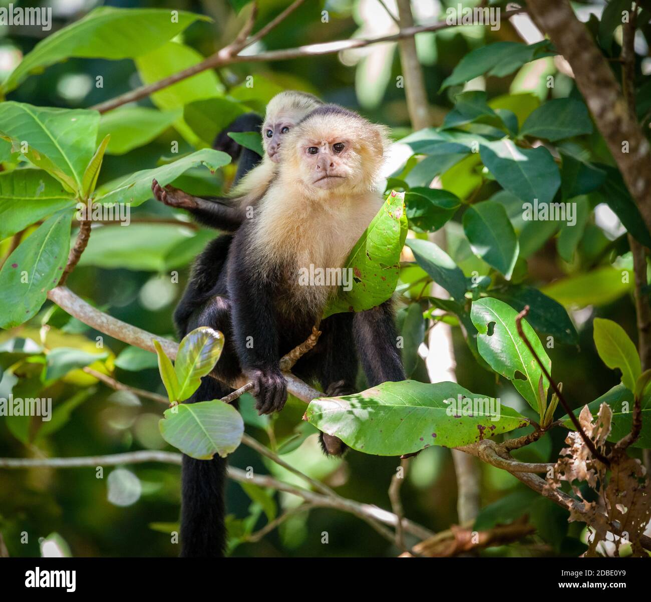 Capuchin monkeys in a tropical forest in Costa Rica Stock Photo - Alamy