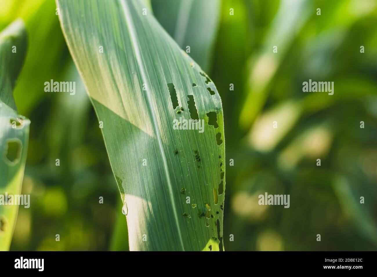 Corn leaves with insect bites, pest concepts Stock Photo - Alamy