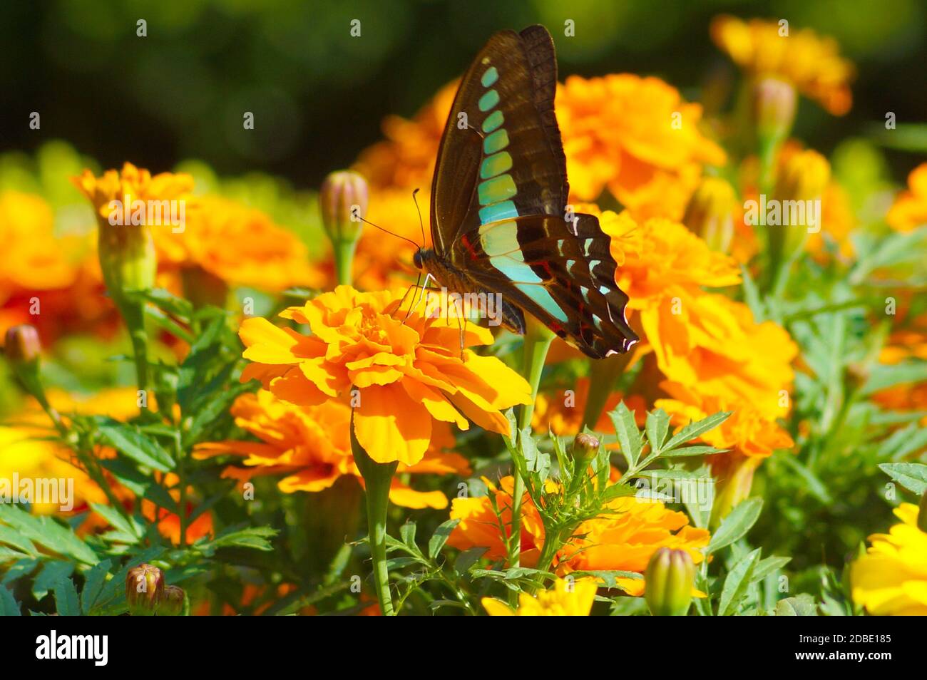 Marigold and butterfly. Shooting Location: Tokyo metropolitan area ...