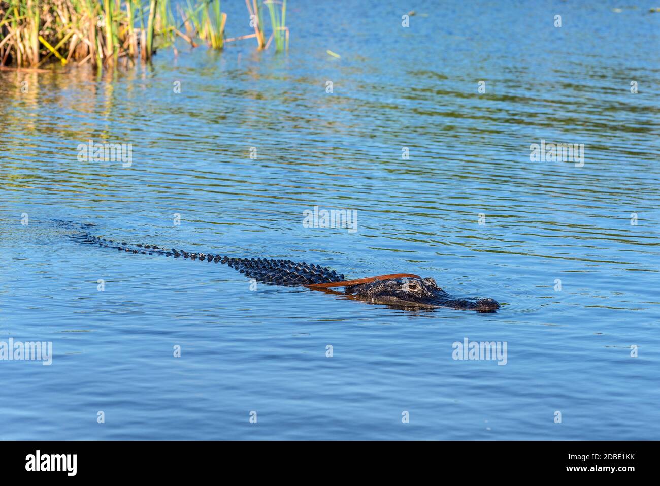 American Alligator swimming in Everglades National Park, Florida ...