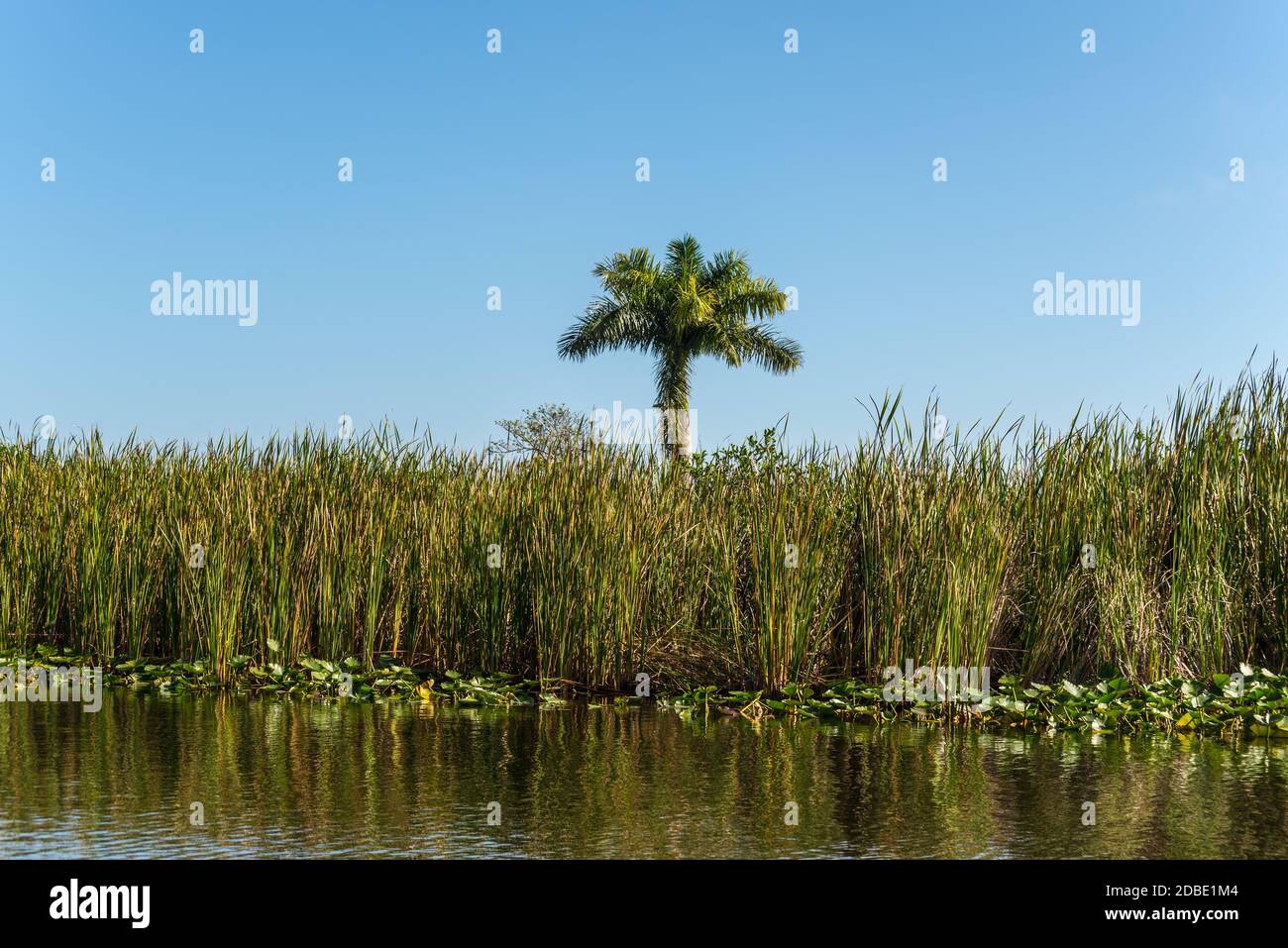 Scenic landscape with eternal swamps - flora and reeds of Everglades ...
