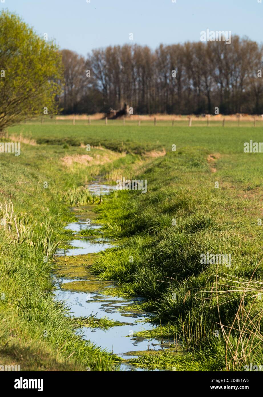 small creek on a meadow with tree group in the background Stock Photo ...