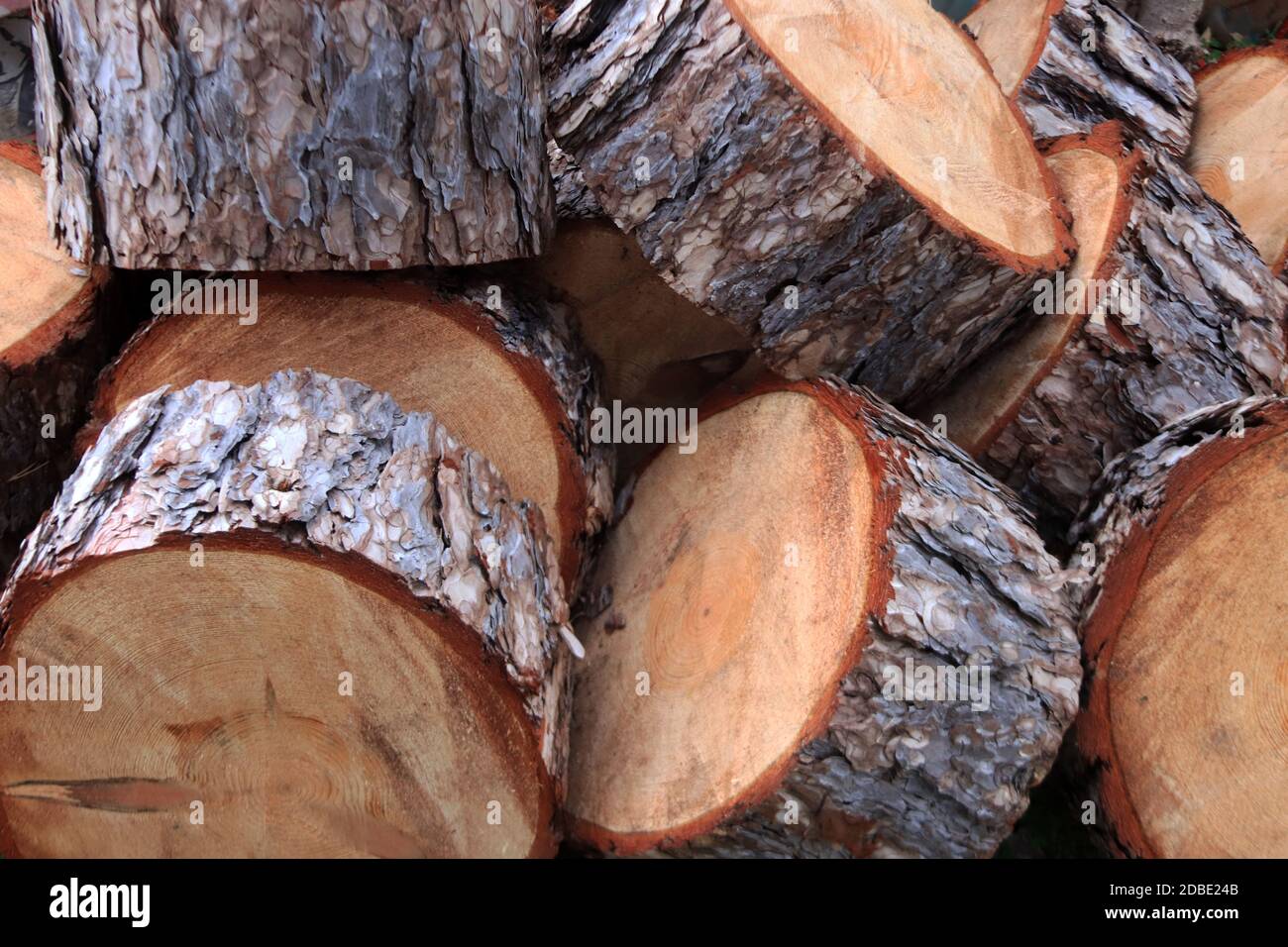 Tree trunk slices backdrop. Tree rings sections texture. Wooden timber ...