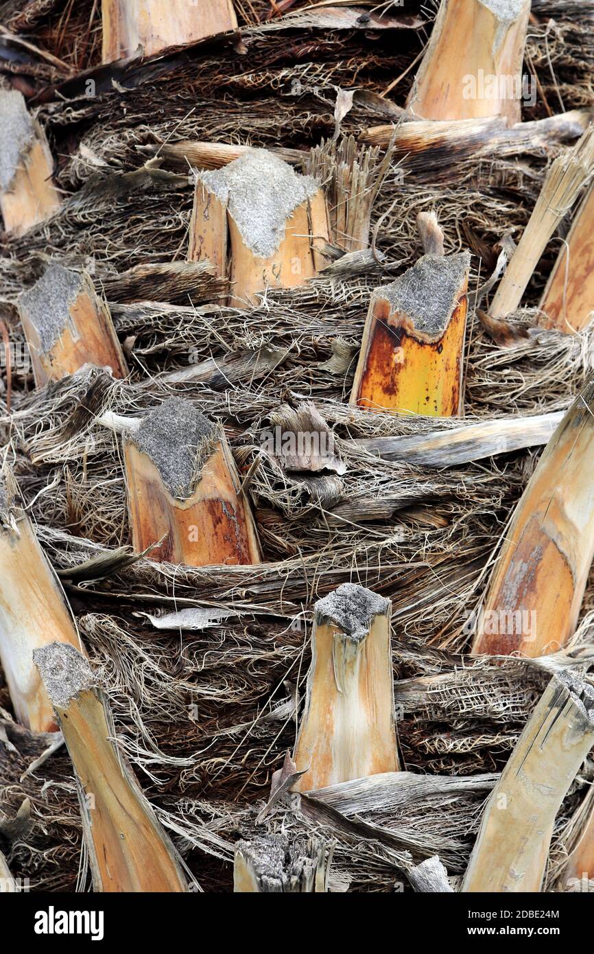 Tropical cut branches wood bark structure background. Palm tree bark ...