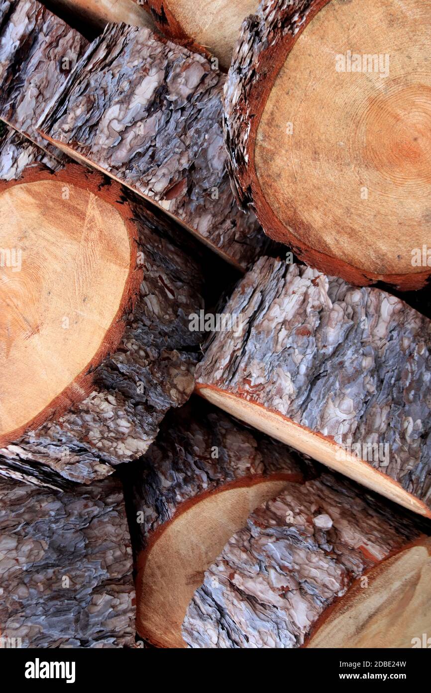 Tree rings sections texture. Tree trunk slices backdrop. Wooden timber ...