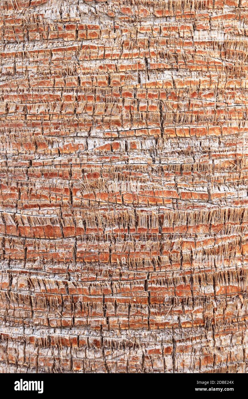Palm bark pattern texture. Tropical tree trunk background. Exotic wood ...