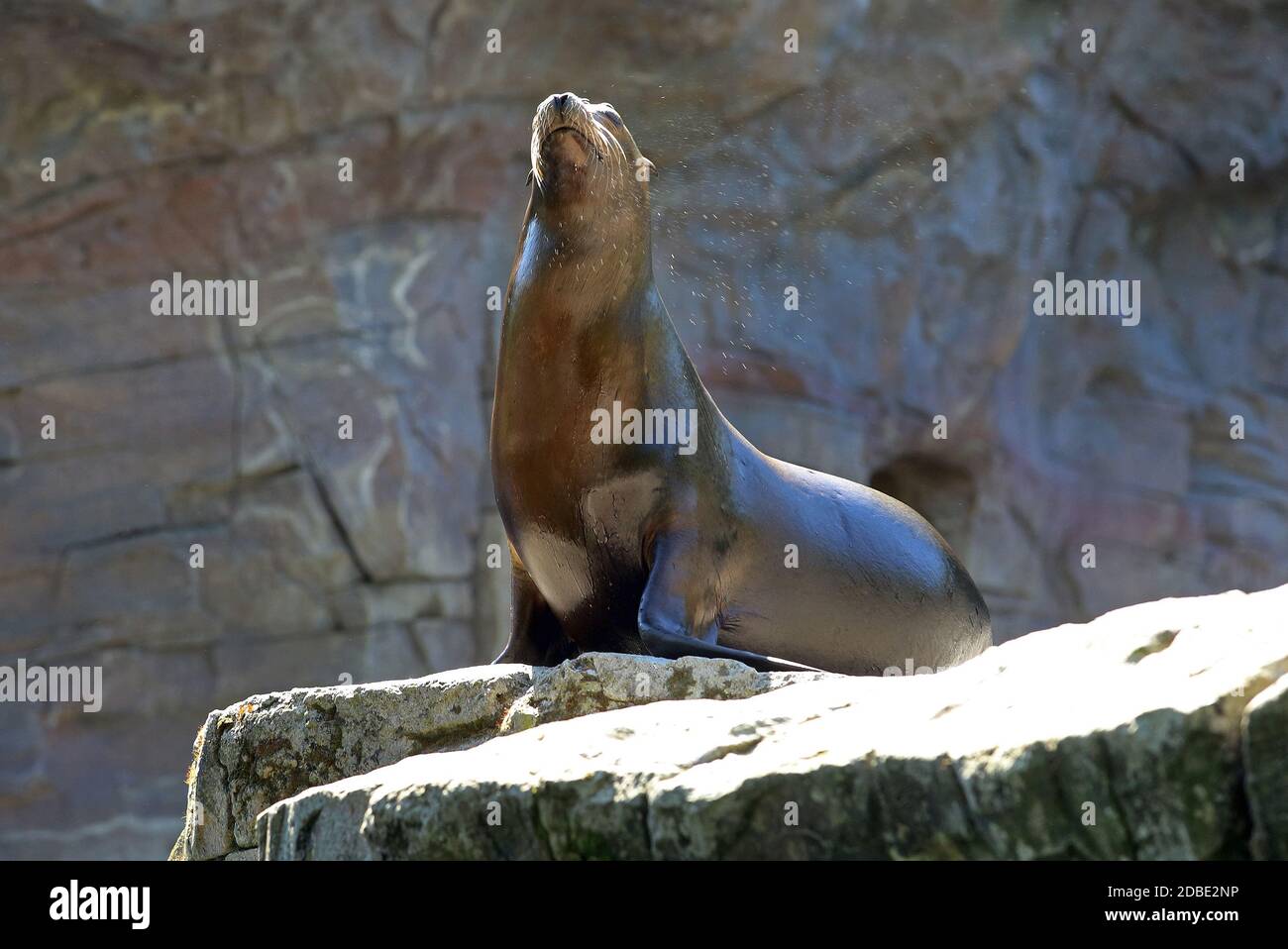 Cute sea lion animal hi-res stock photography and images - Alamy