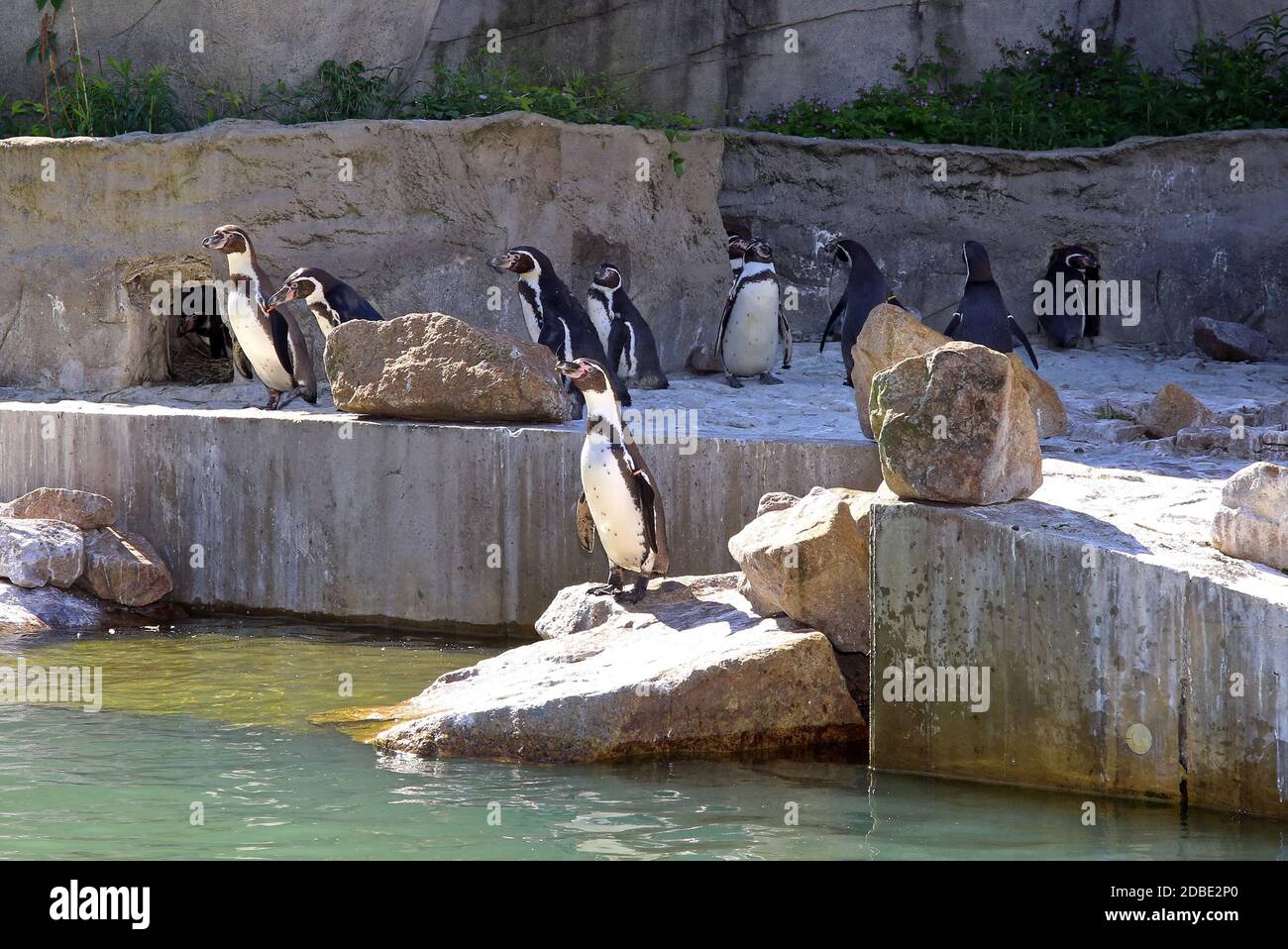 Family of penguins hi-res stock photography and images - Alamy