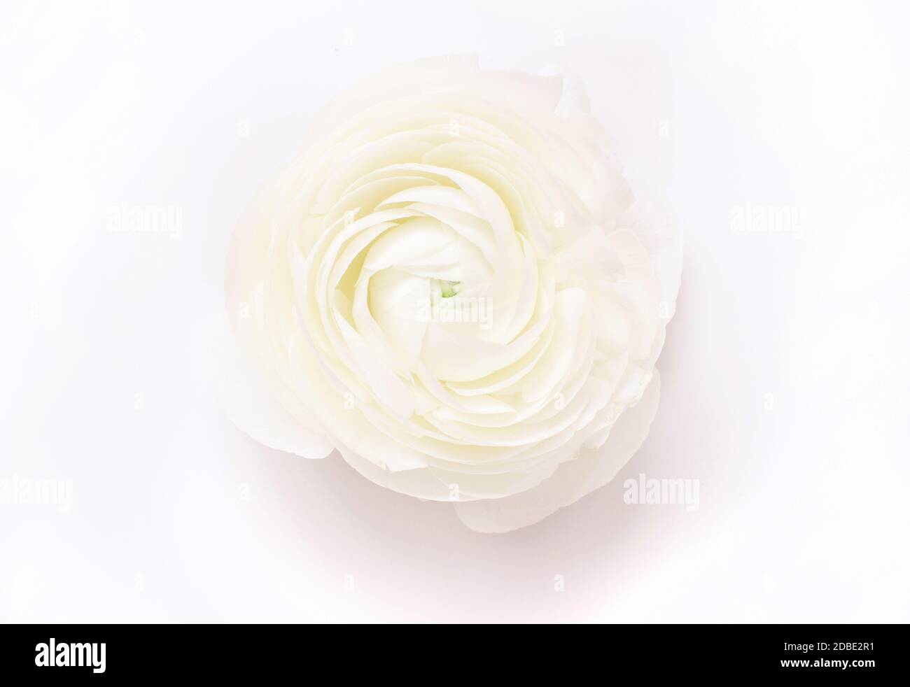 Cream ranunculus flower on a white background top view Stock Photo - Alamy