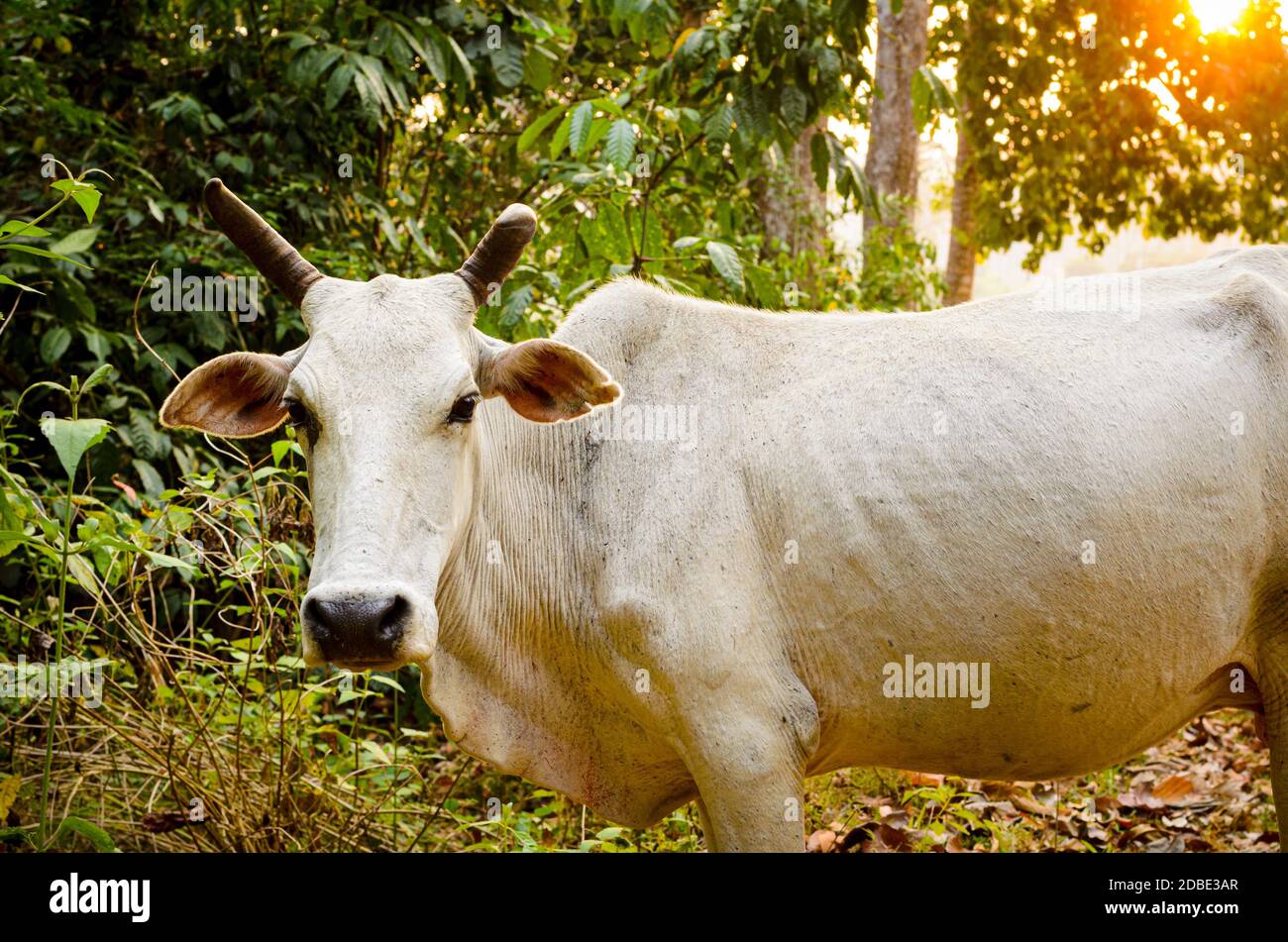 White domesticated water buffalo hi-res stock photography and images ...