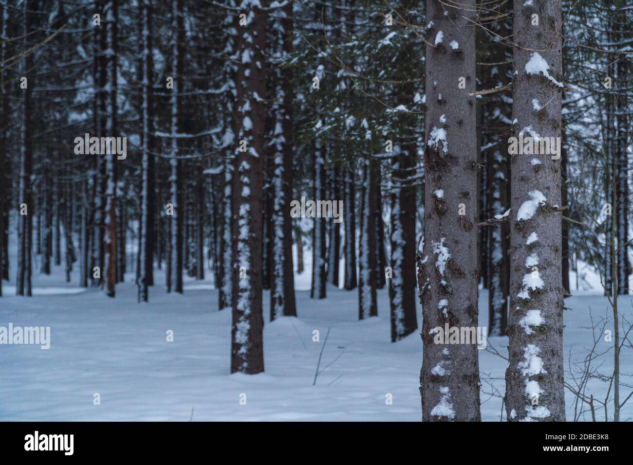 Oslo christmas tree hi-res stock photography and images - Alamy