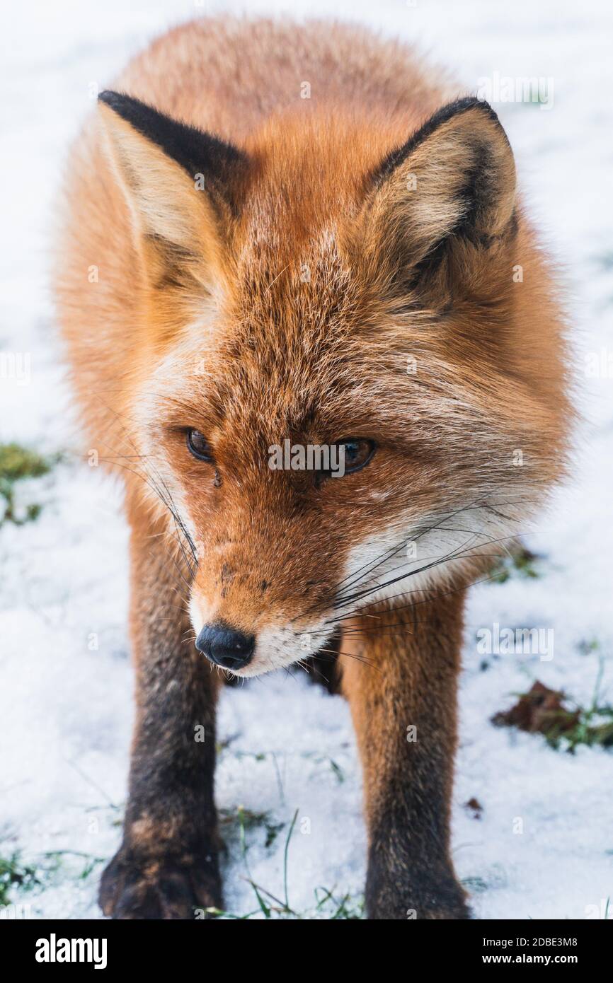 Snowflake snow fox hi-res stock photography and images - Alamy