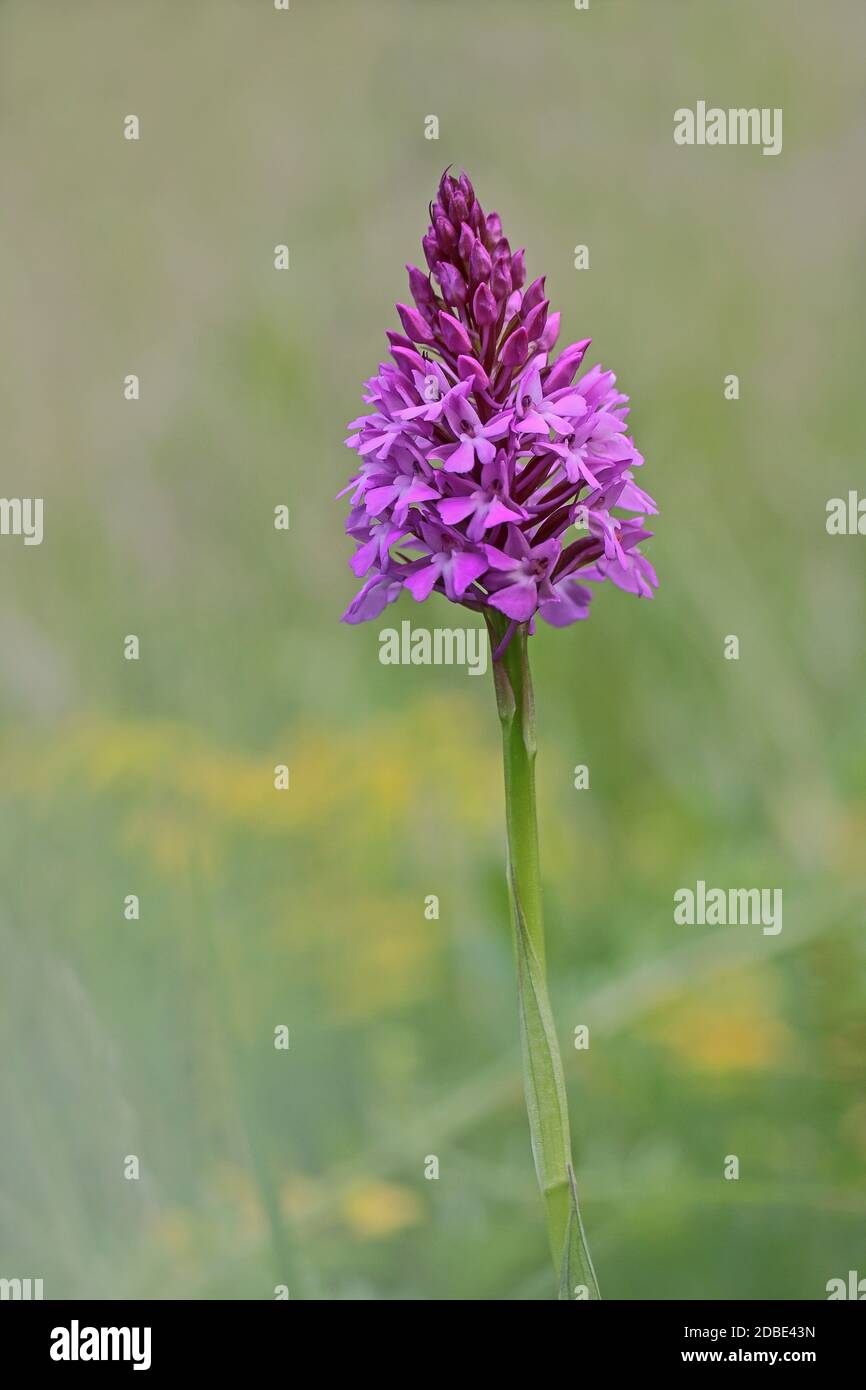Pyramid dog root Stock Photo - Alamy