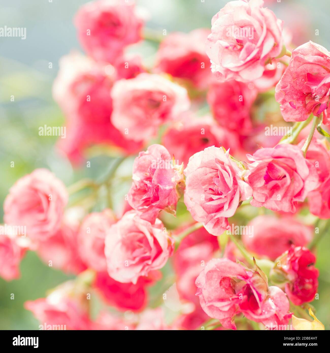 Beautiful pink rose bush with little rose flower heads Stock Photo - Alamy