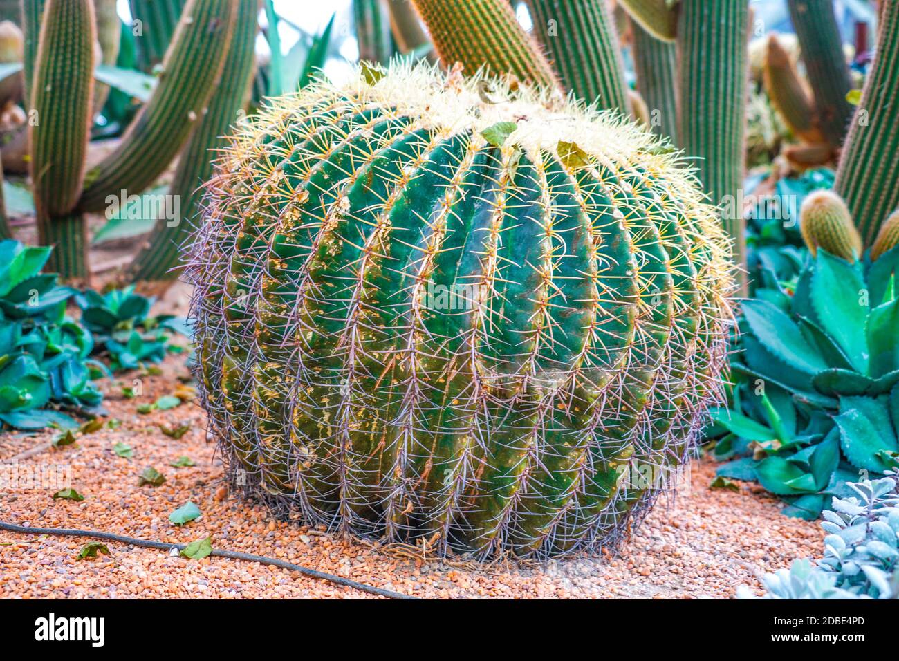 Cactus that live in tropical. Shooting Location: Singapore Stock Photo ...
