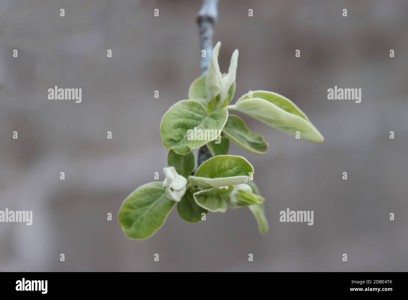 Young quince tree leaves blooming in spring Stock Photo - Alamy