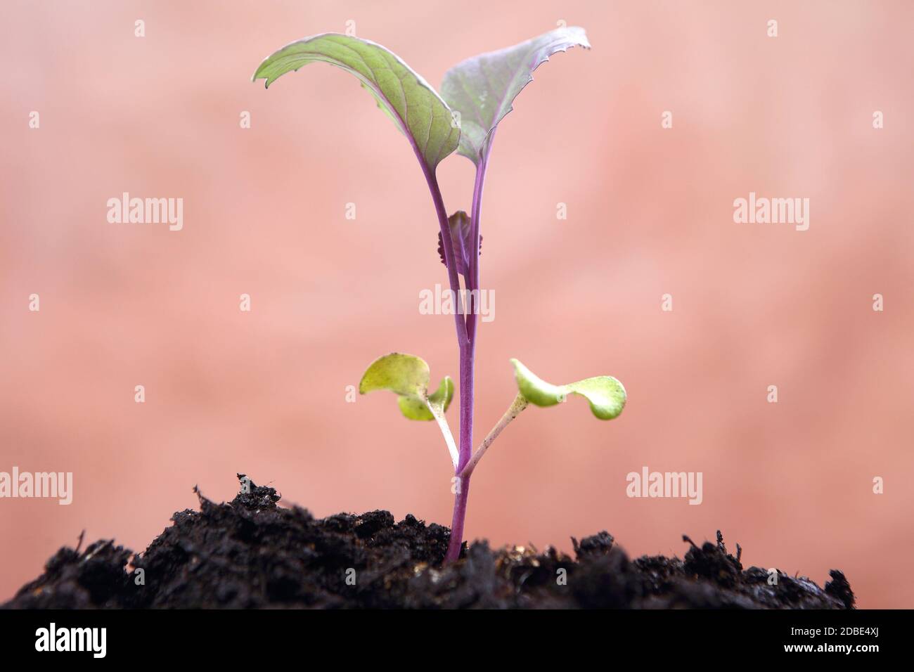 Purple Romanesco Broccoli High Resolution Stock Photography and Images ...
