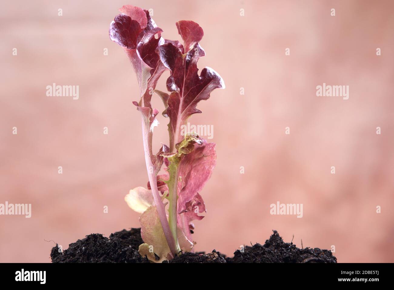 Red friars hi-res stock photography and images - Alamy