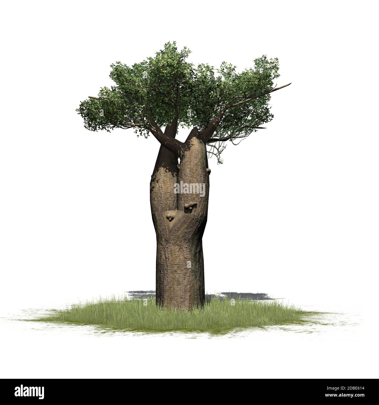 Madagascan Baobab Tree on a green area Stock Photo - Alamy
