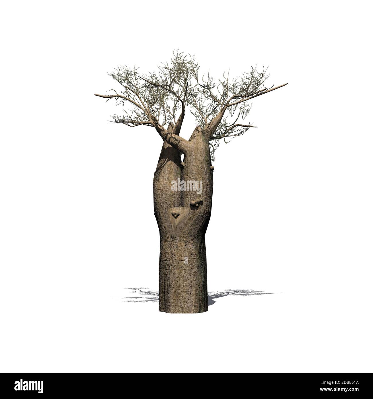 a single Madagascan Baobab Tree in winter with shadow on the floor ...