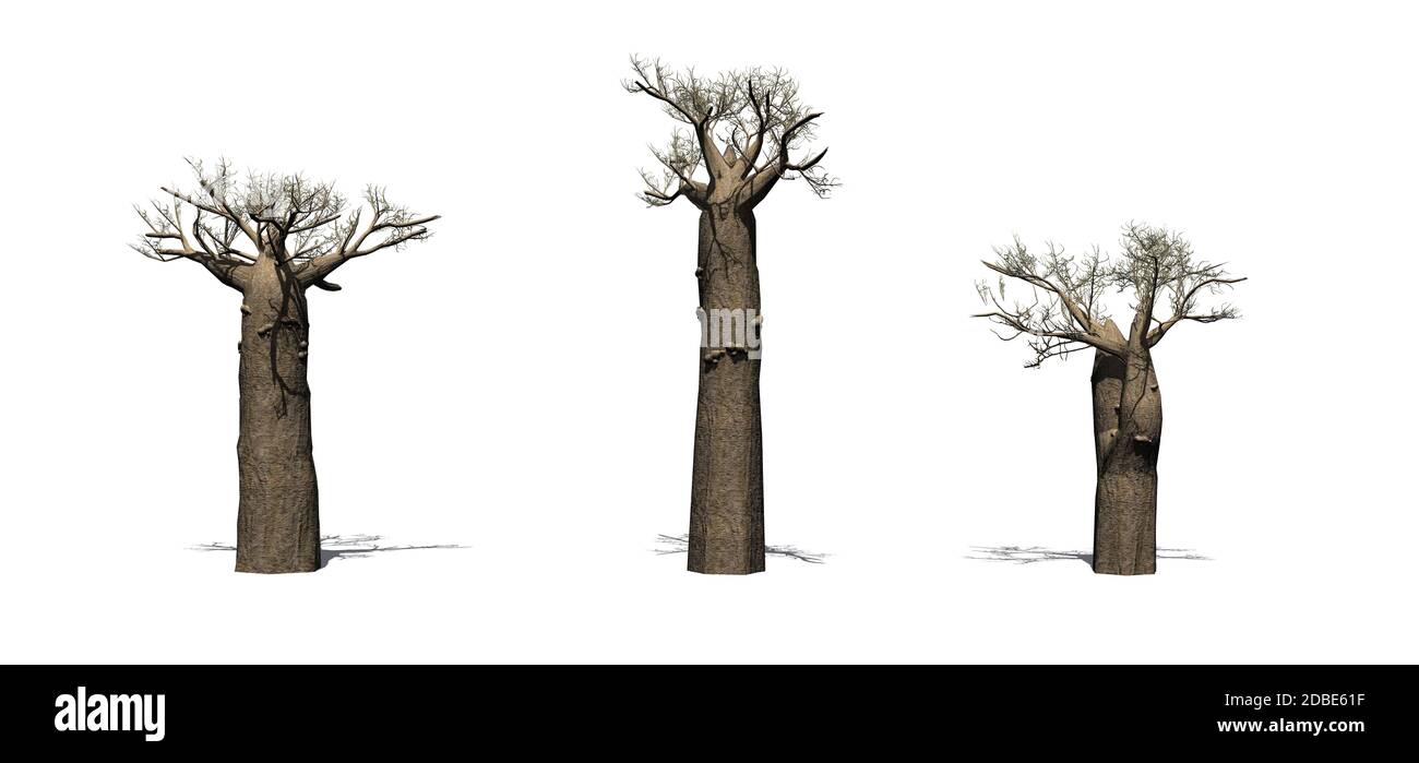 Set of Madagascan Baobab trees in winter with shadow on the floor Stock ...