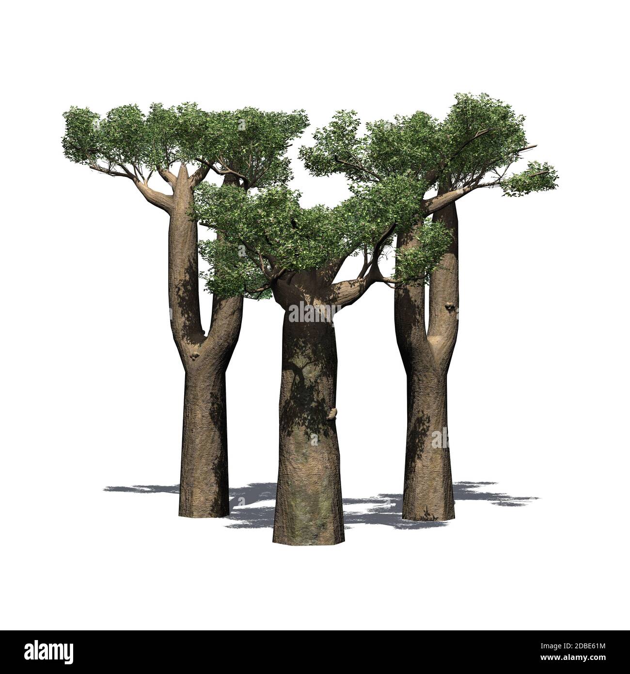 a little group of Madagascan Baobab Trees with shadow on the floor ...