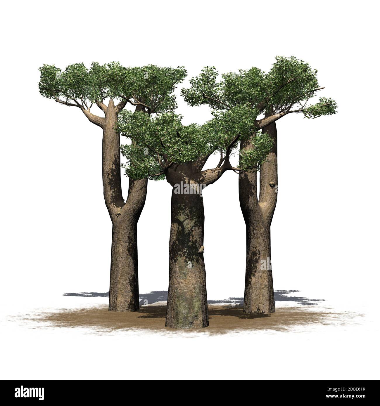 Boabab tree isolated hi-res stock photography and images - Alamy