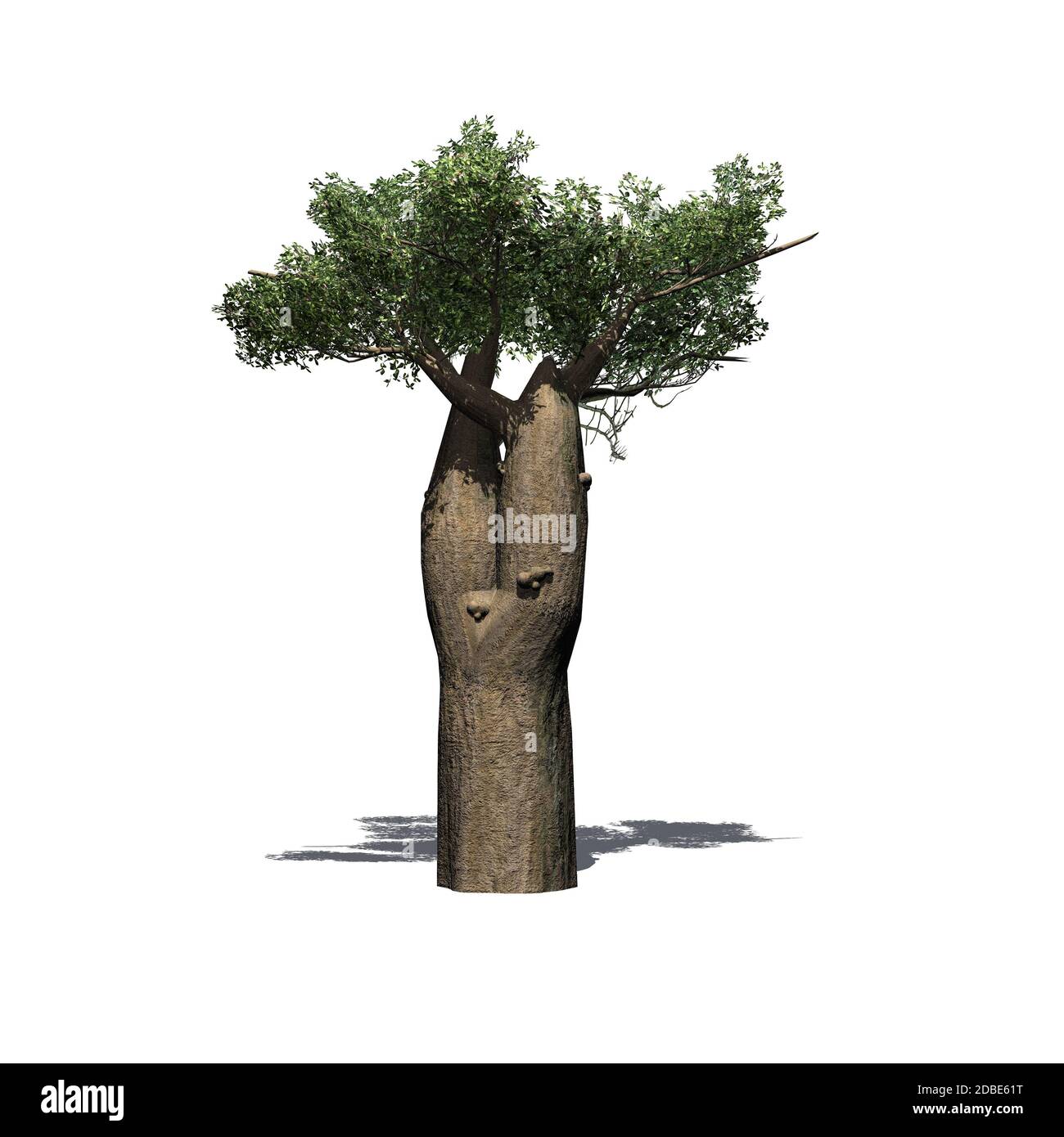 Madagascan Baobab Tree with shadow on the floor Stock Photo - Alamy