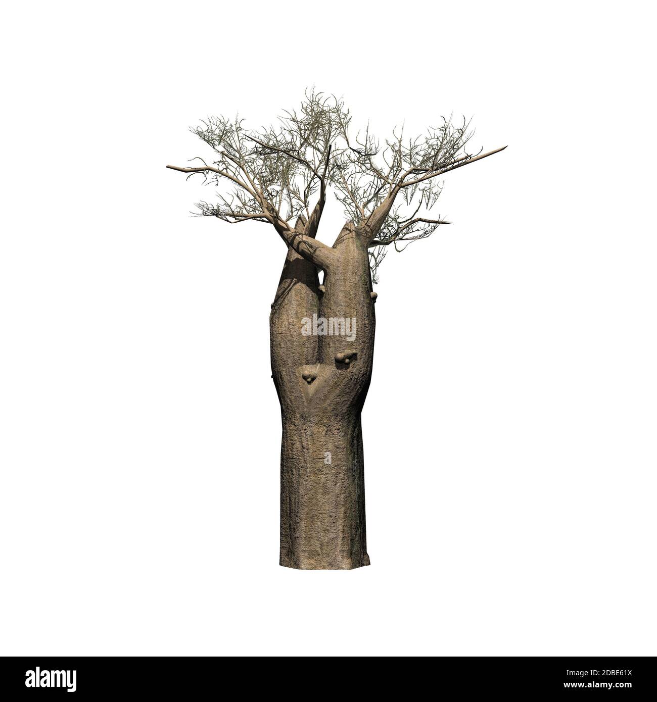 Baobab tree old plant Cut Out Stock Images & Pictures - Alamy