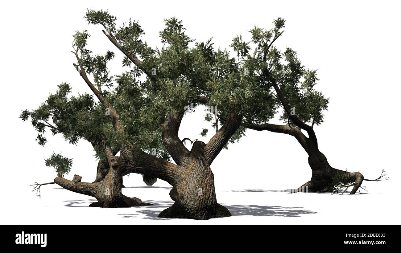 Jeffrey Pine tree cluster with shadow on the floor Stock Photo - Alamy