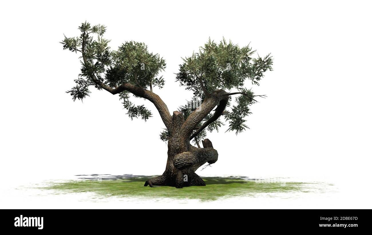 Scenic view tree green Cut Out Stock Images & Pictures - Alamy