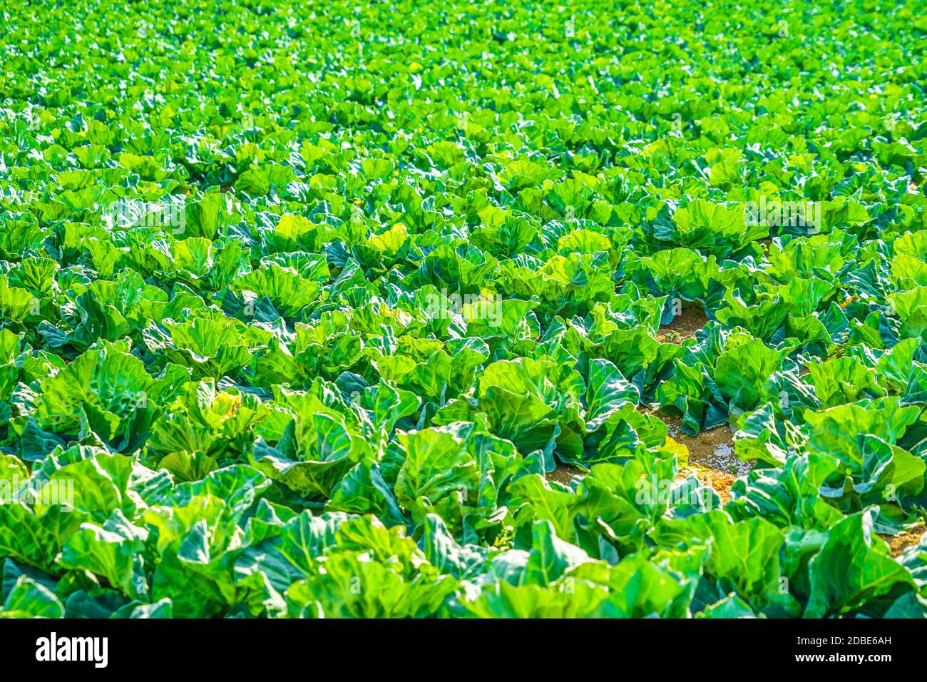 Of cabbage field image. Shooting Location: Yokohama-city kanagawa ...