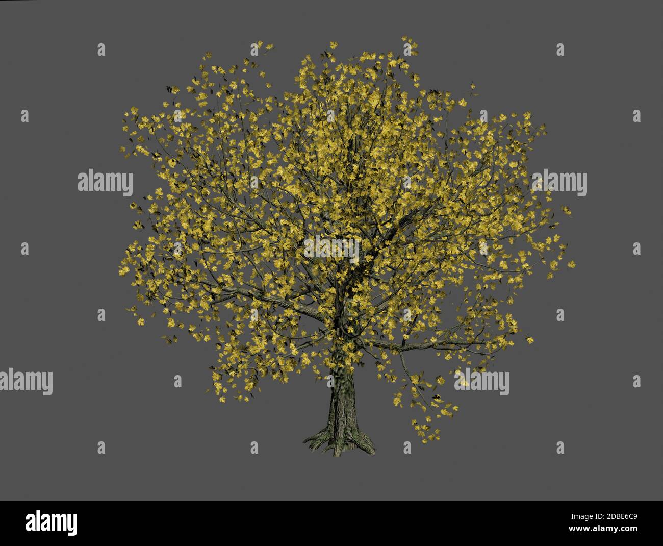 large deciduous tree with a spreading crown on the meadow Stock Photo ...