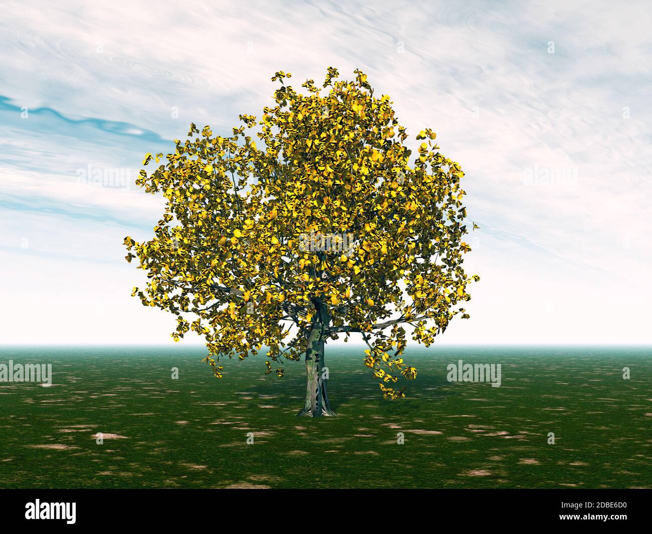 large deciduous tree with a spreading crown on the meadow Stock Photo ...