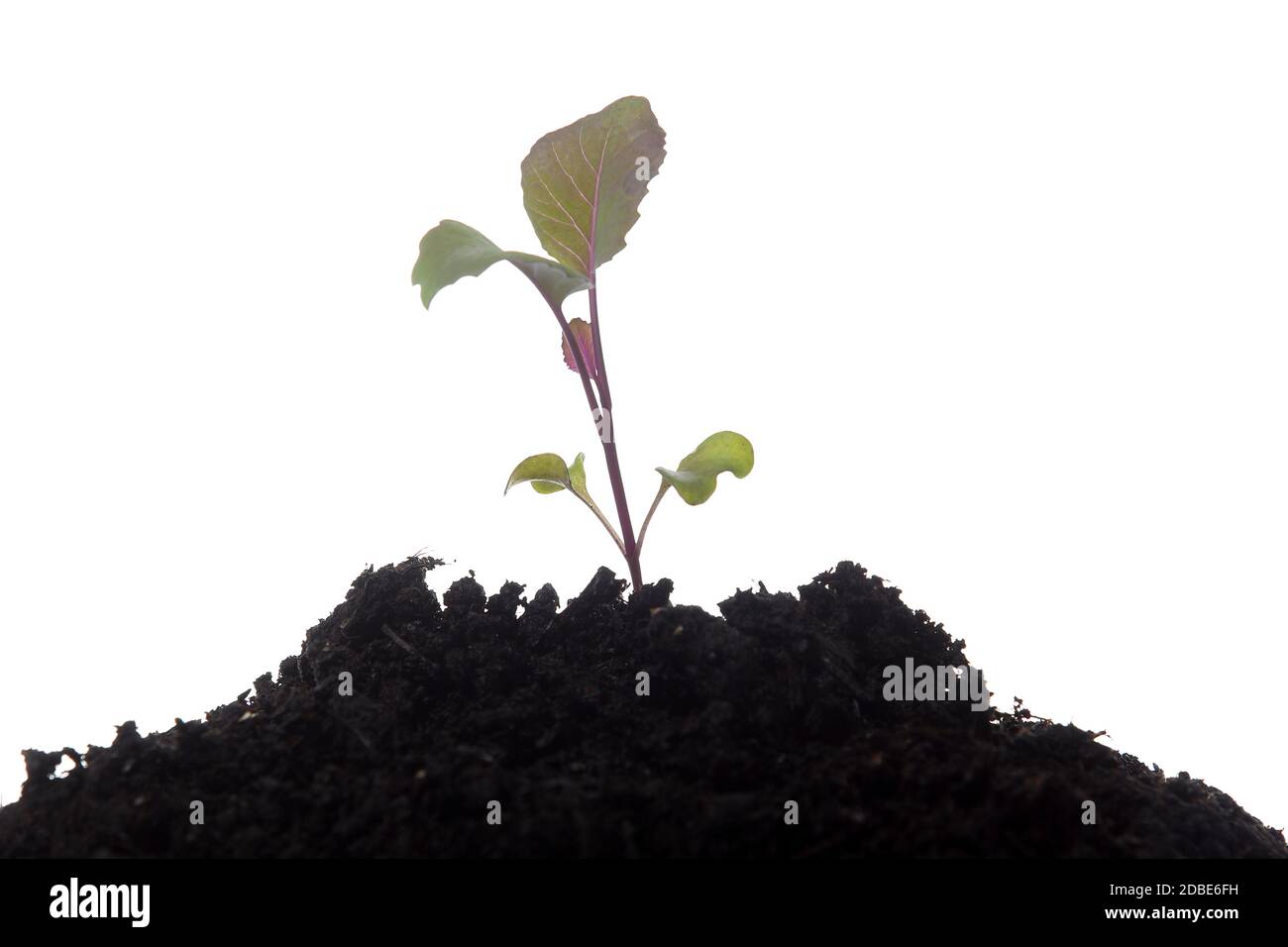 the purple cabbage plant Stock Photo - Alamy